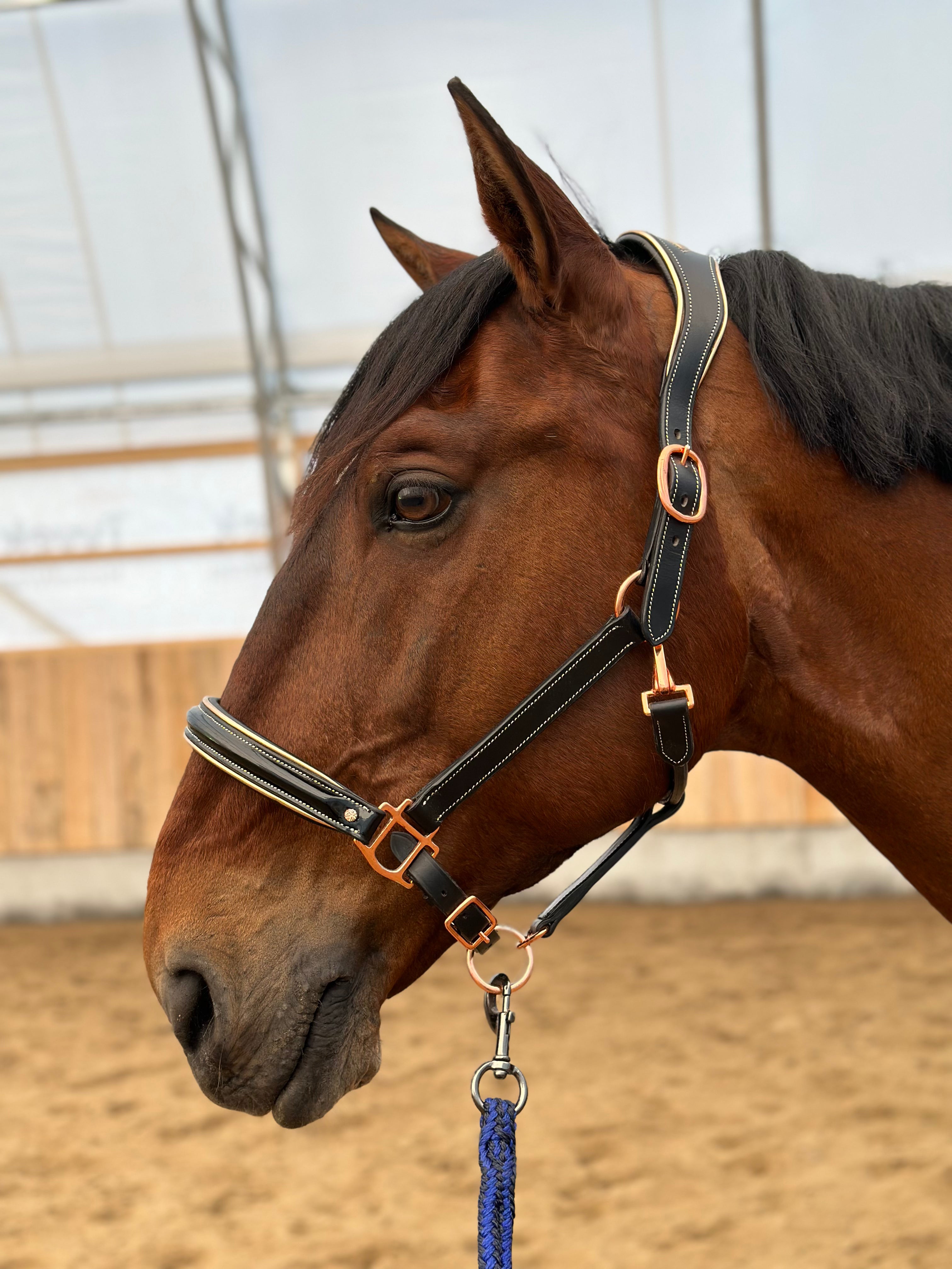 Altair Borealis Rose Gold Anatomic Halter – Piaffe - Dressage Lifestyle