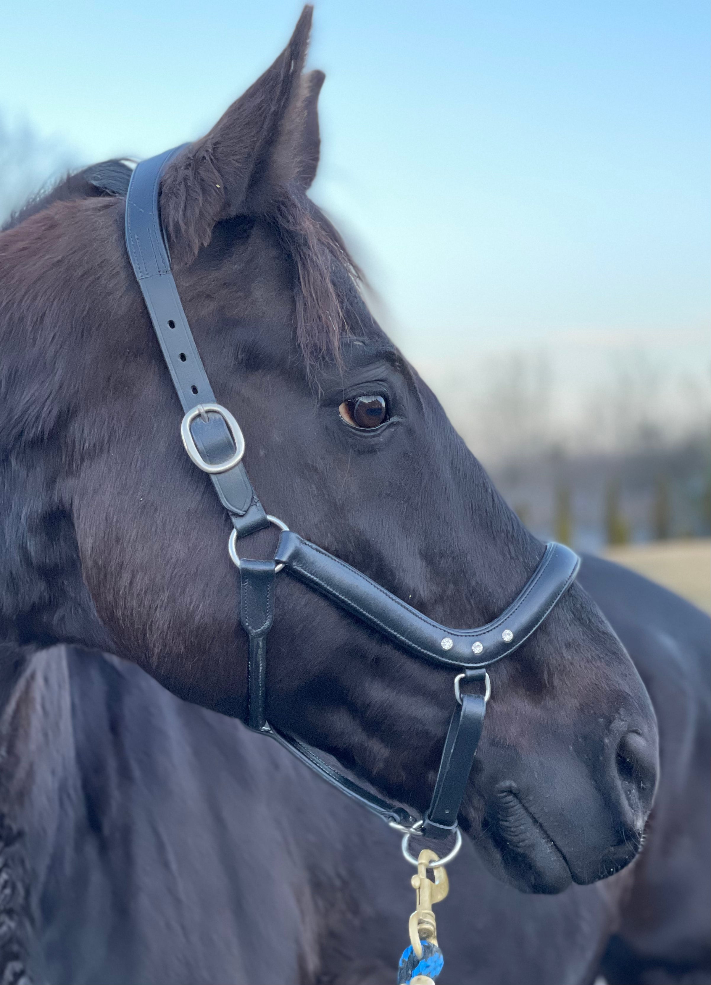 Altair Orion Anatomical Halter – Piaffe Dressage Lifestyle